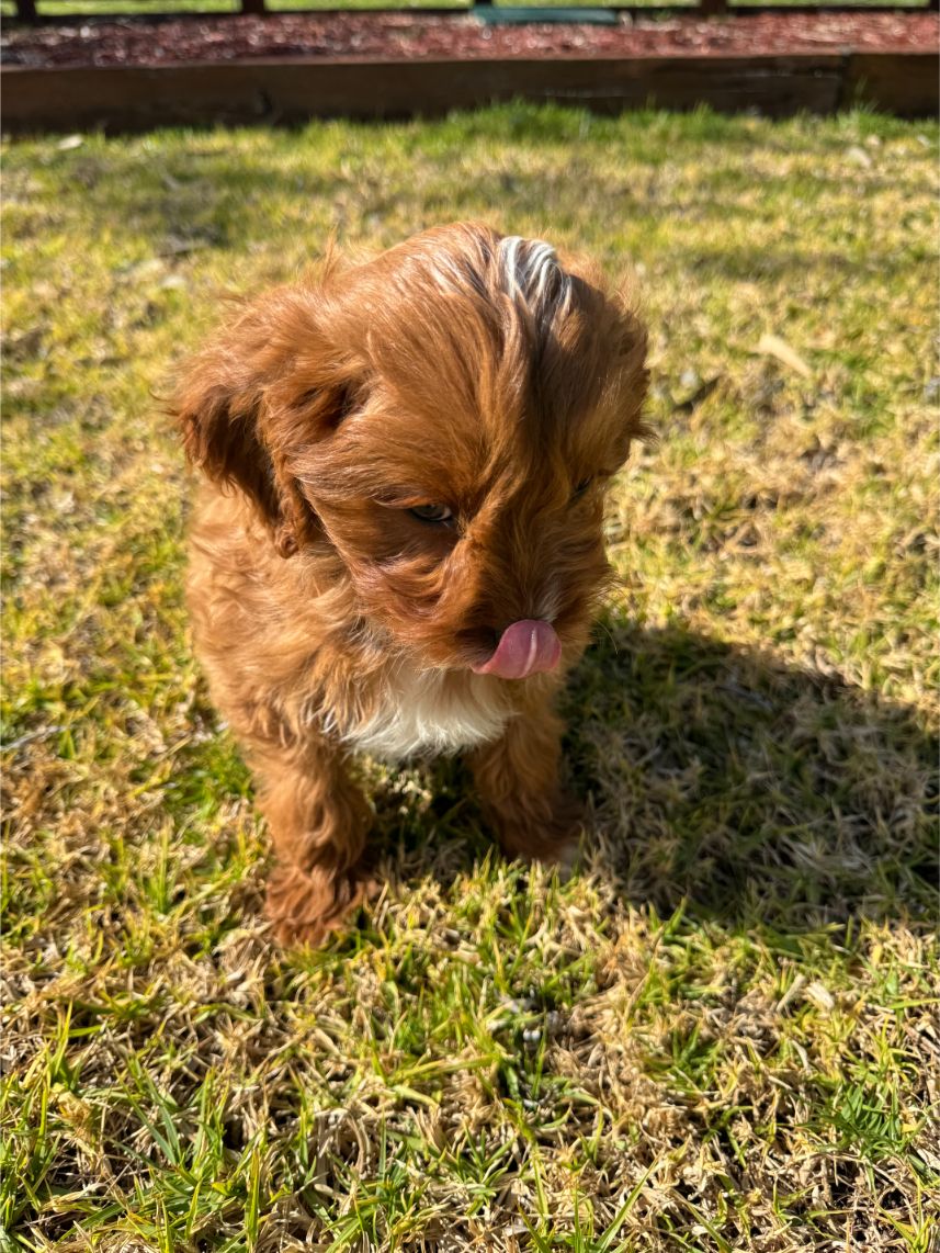 Cavoodle Puppies 7 | Domestic Animal | Ameys Puppies