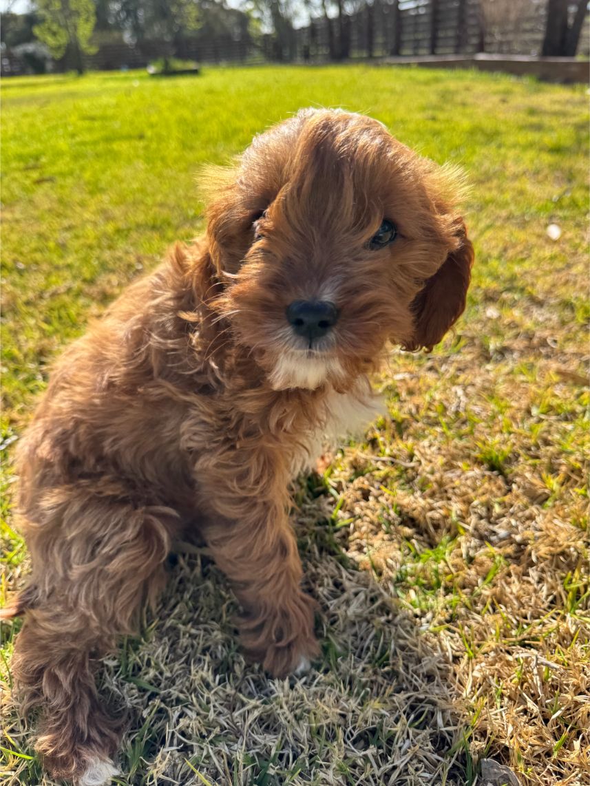 Cavoodle Puppies 7 | Domestic Animal | Ameys Puppies