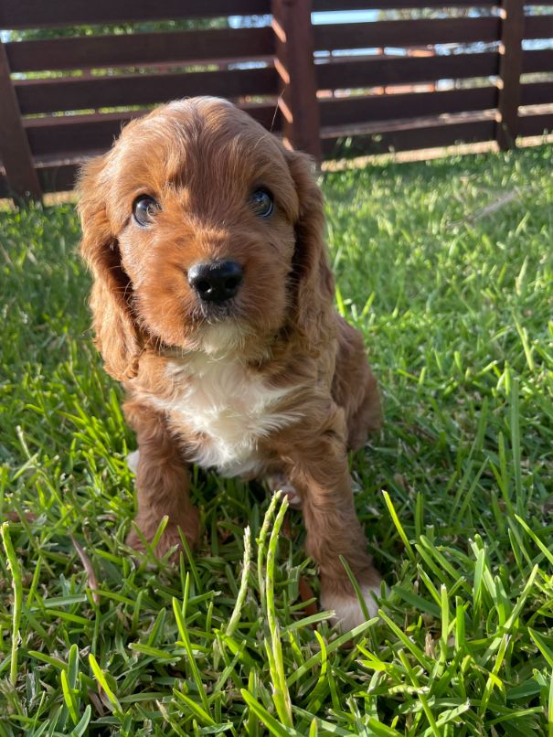 Cavoodle Puppies 7 | Domestic Animal | Ameys Puppies