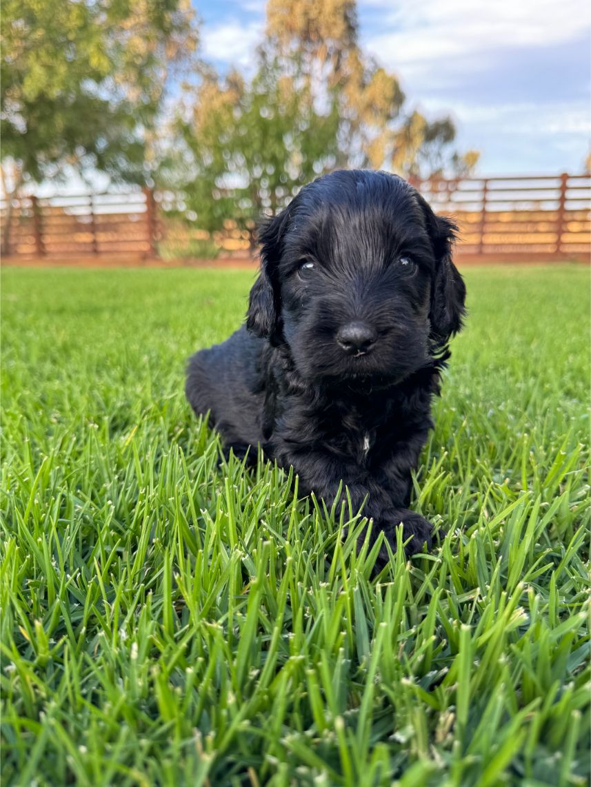 F1b Miniature Spoodle Girl 1 | Ameys Puppies
