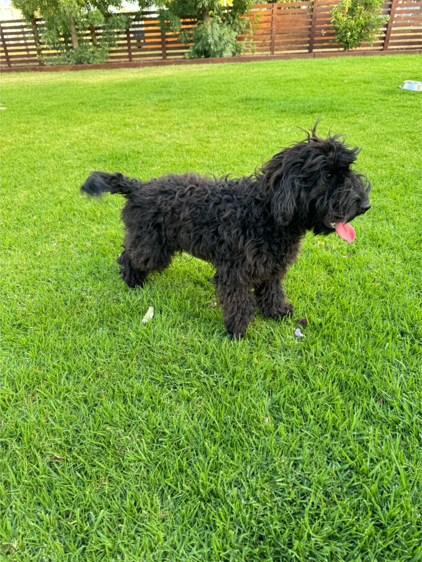 F1b Miniature Spoodle Girl 1 | Ameys Puppies