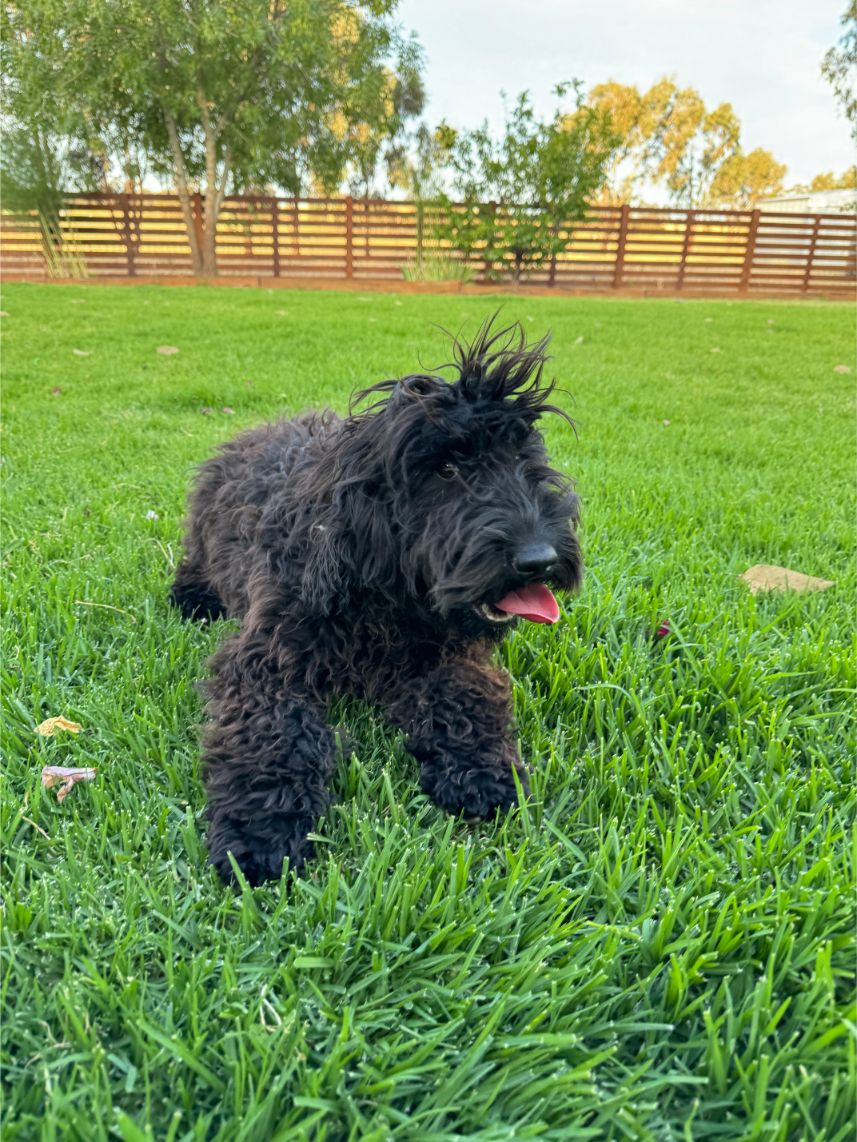 F1b Miniature Spoodle Girl 1 | Ameys Puppies