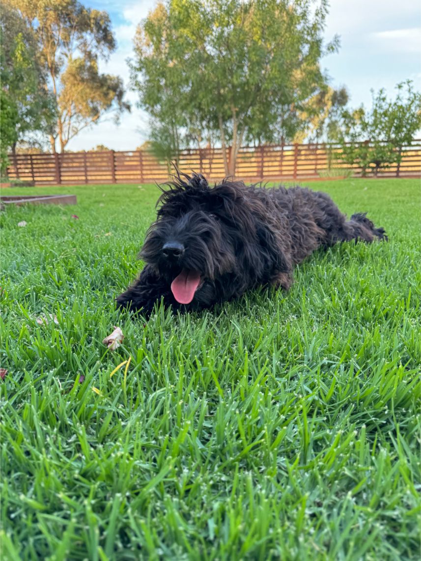 F1b Miniature Spoodle Girl 1 | Ameys Puppies
