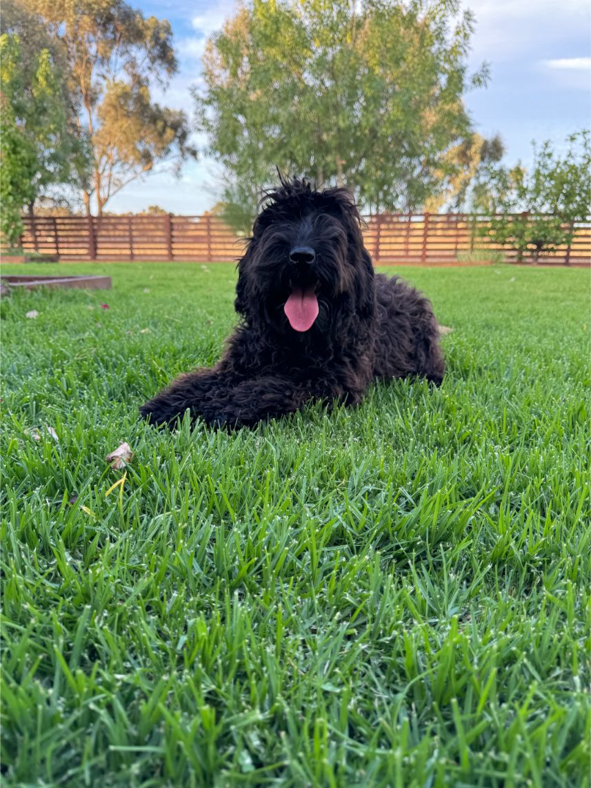 F1b Miniature Spoodle Girl 1 | Ameys Puppies