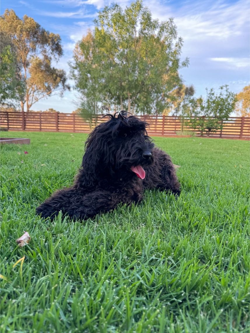 F1b Miniature Spoodle Girl 1 | Ameys Puppies