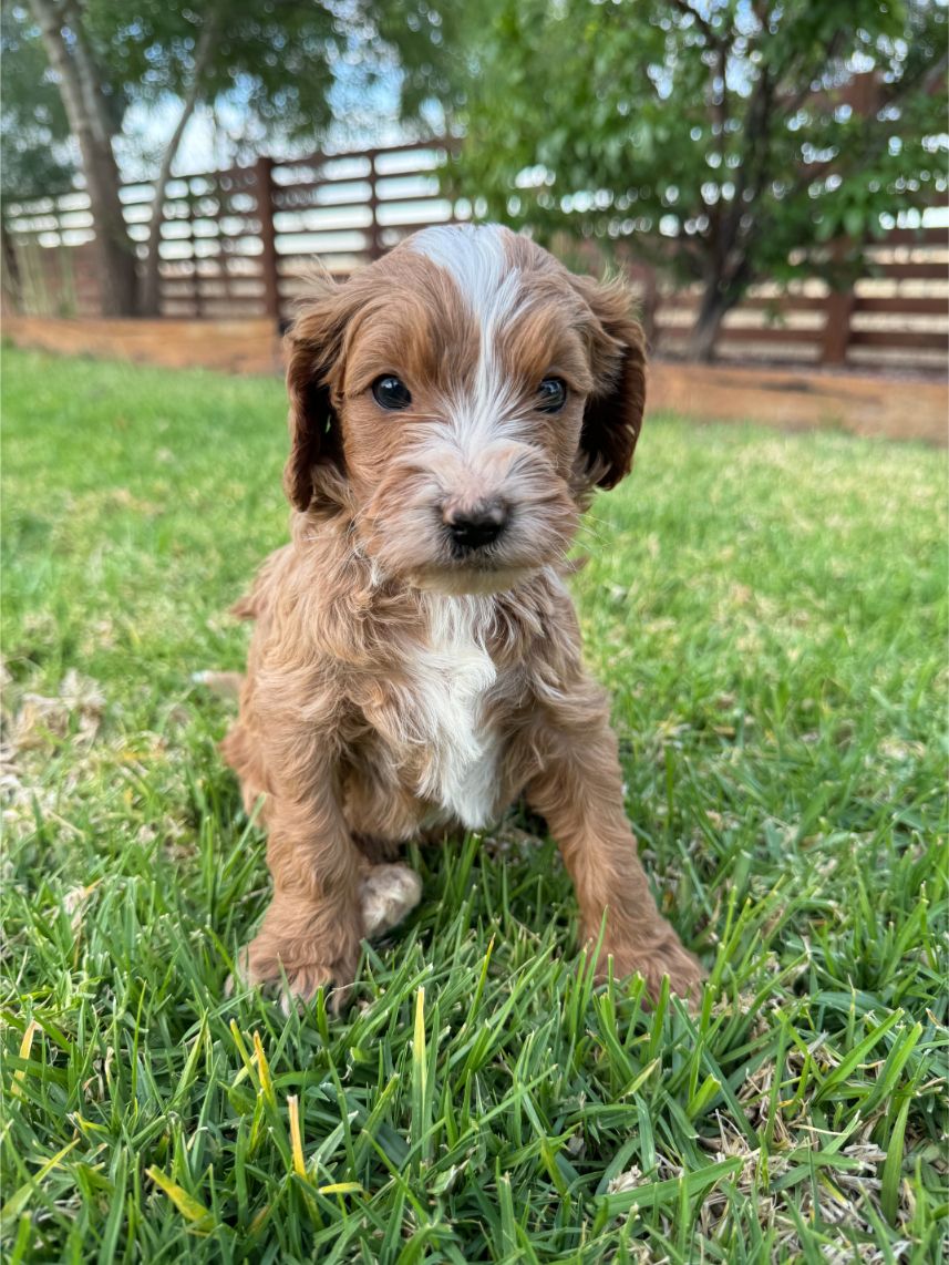 Cavoodle Puppies 7 | Domestic Animal | Ameys Puppies