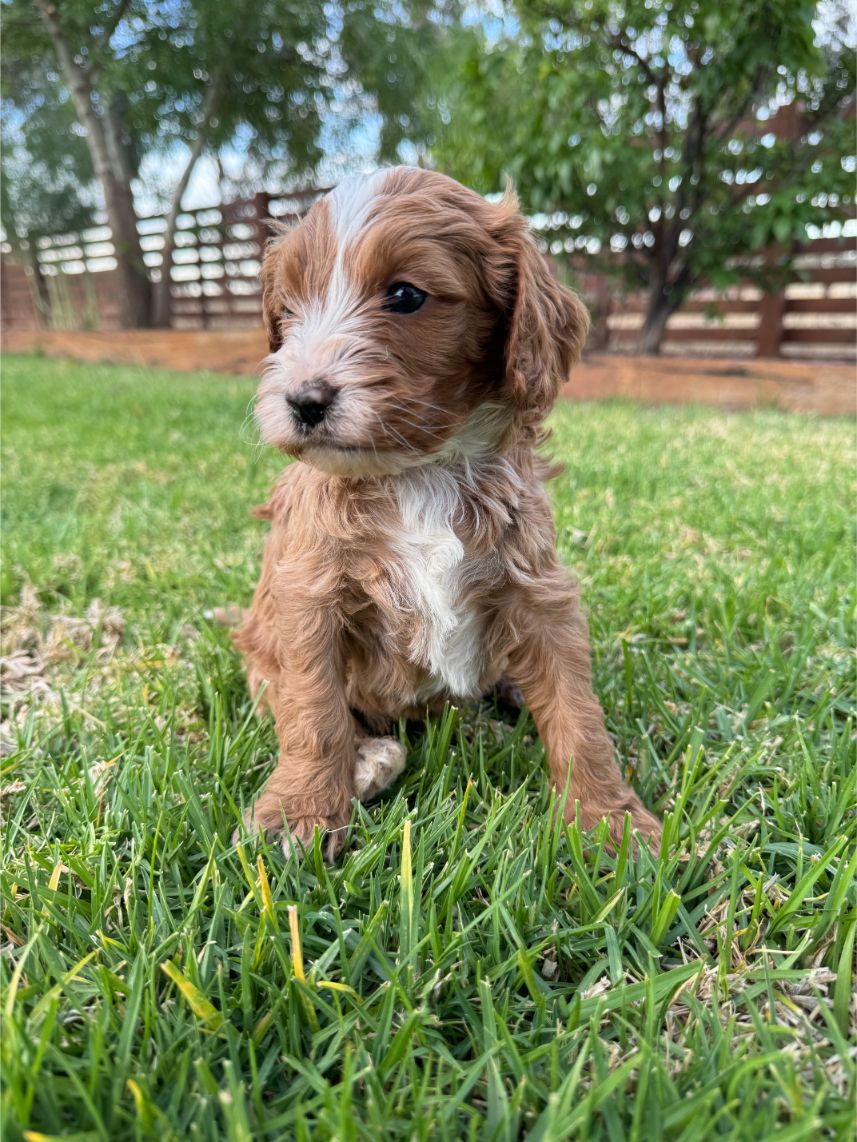 Cavoodle Puppies 7 | Domestic Animal | Ameys Puppies