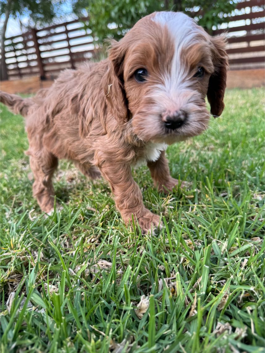 Cavoodle Puppies 7 | Domestic Animal | Ameys Puppies