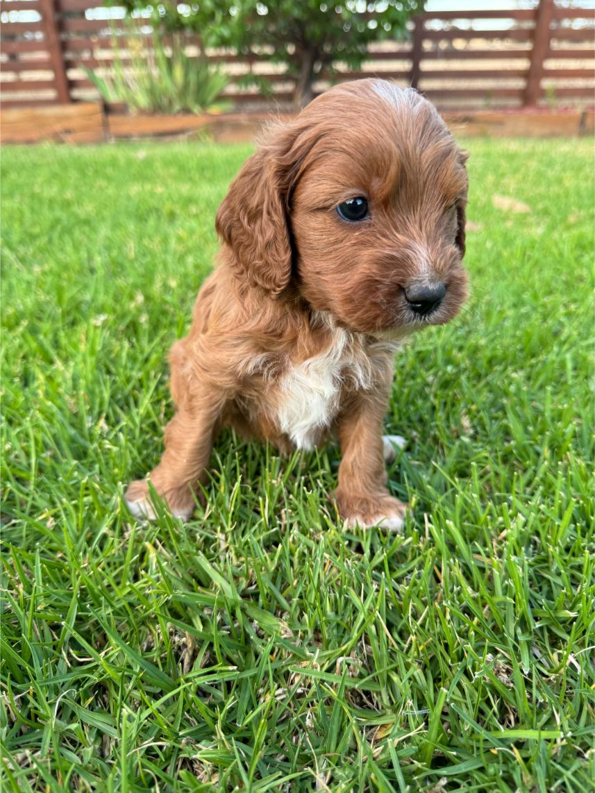 Cavoodle Puppies 7 | Domestic Animal | Ameys Puppies