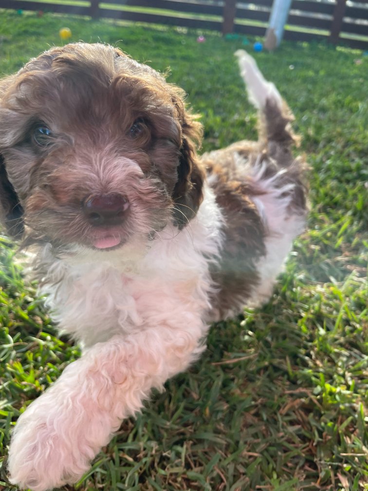 Medium Labradoodle Boy2 - SOLD | Ameys Puppies