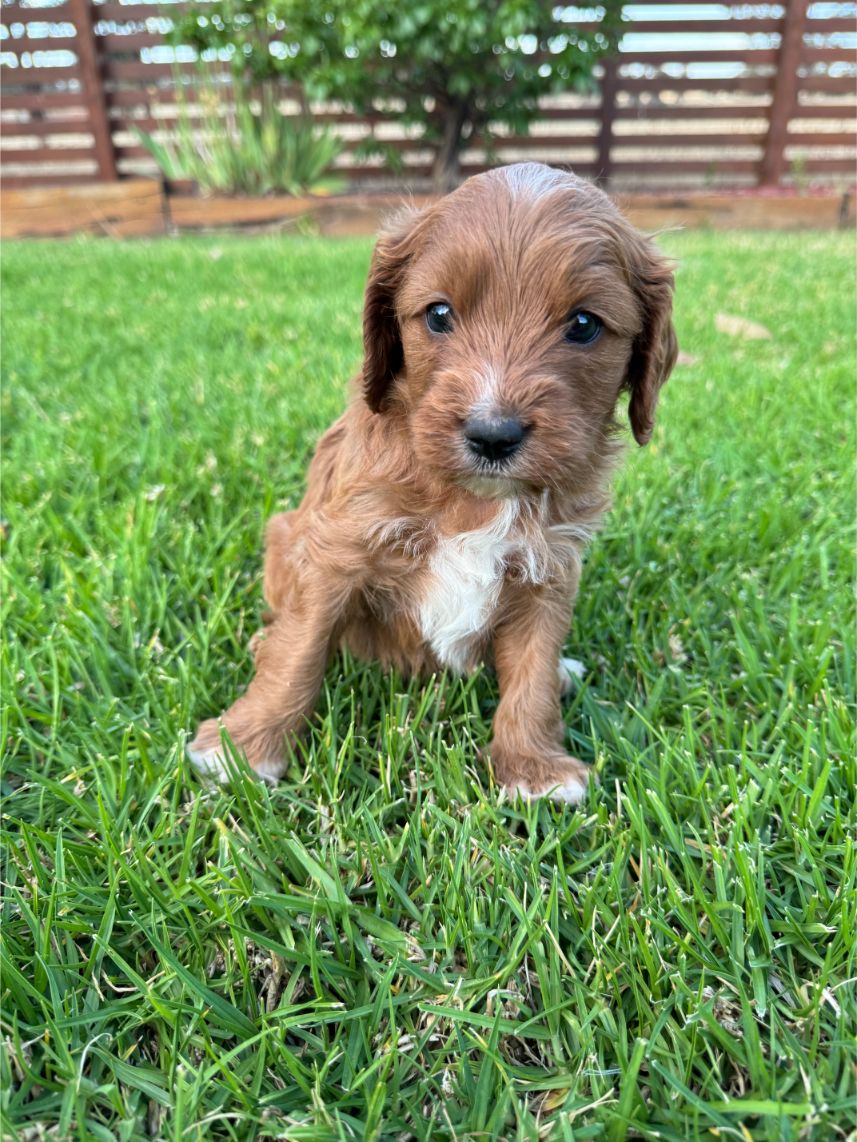 Cavoodle Puppies 7 | Domestic Animal | Ameys Puppies
