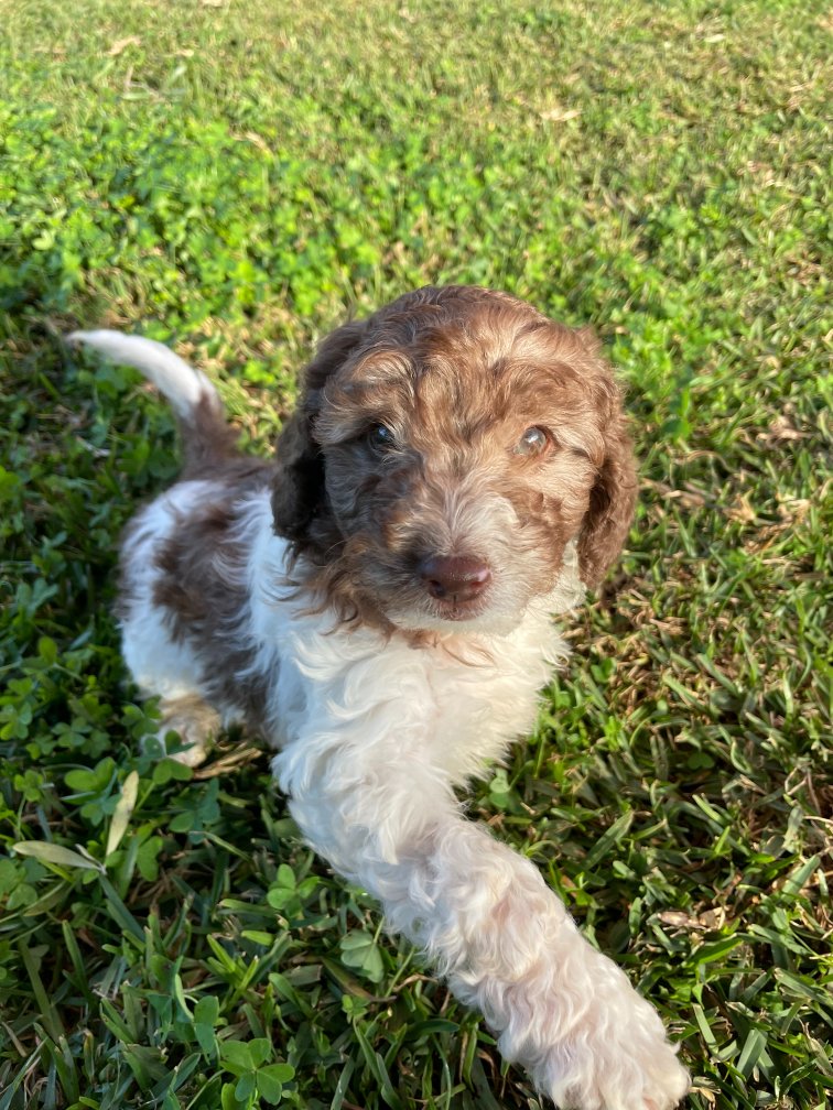 Medium Labradoodle Boy2 - SOLD | Ameys Puppies