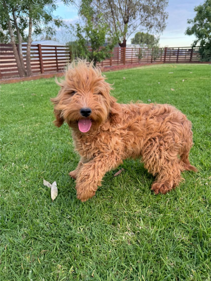 F1b Miniature Spoodle Girl 1 | Ameys Puppies