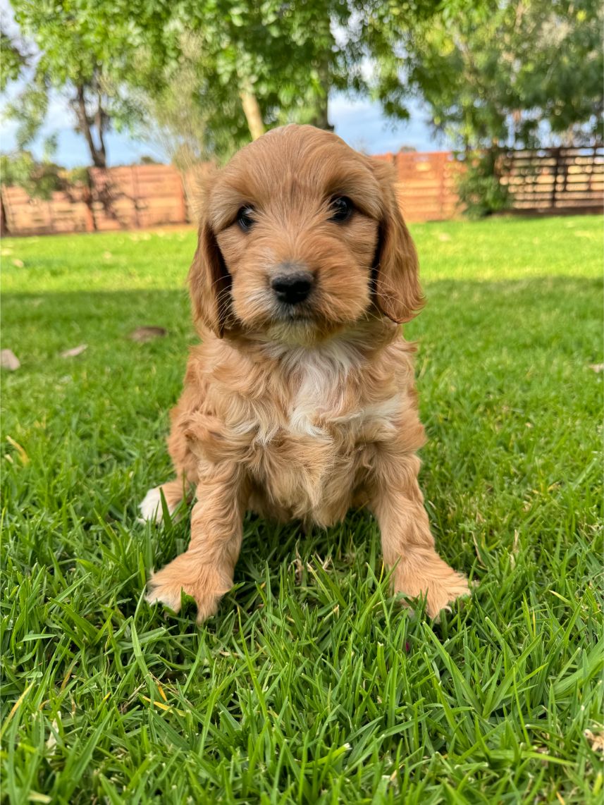 F1b Miniature Spoodle Girl 1 | Ameys Puppies