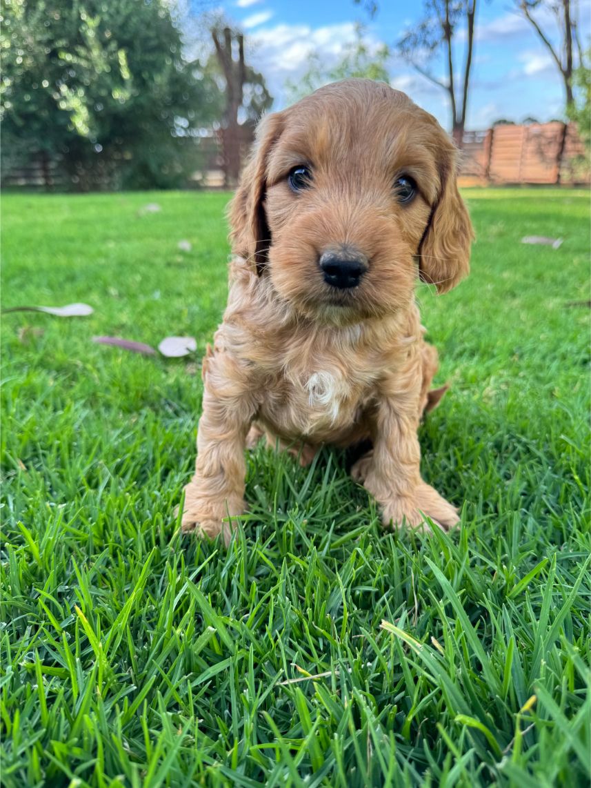 F1b Miniature Spoodle Girl 1 | Ameys Puppies