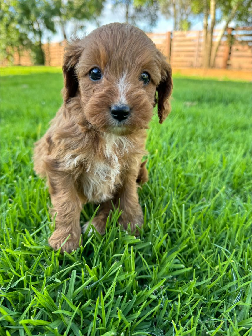 Cavoodle Puppies 7 | Domestic Animal | Ameys Puppies