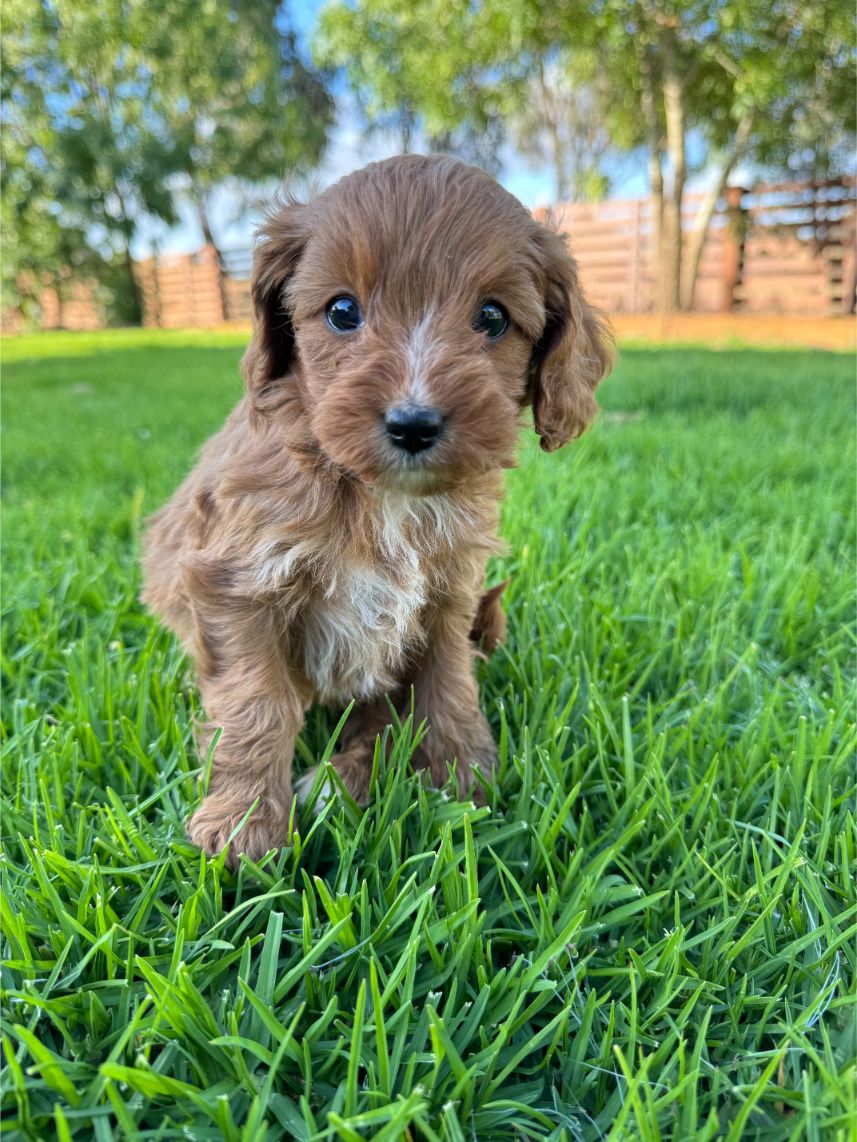 Cavoodle Puppies 7 | Domestic Animal | Ameys Puppies