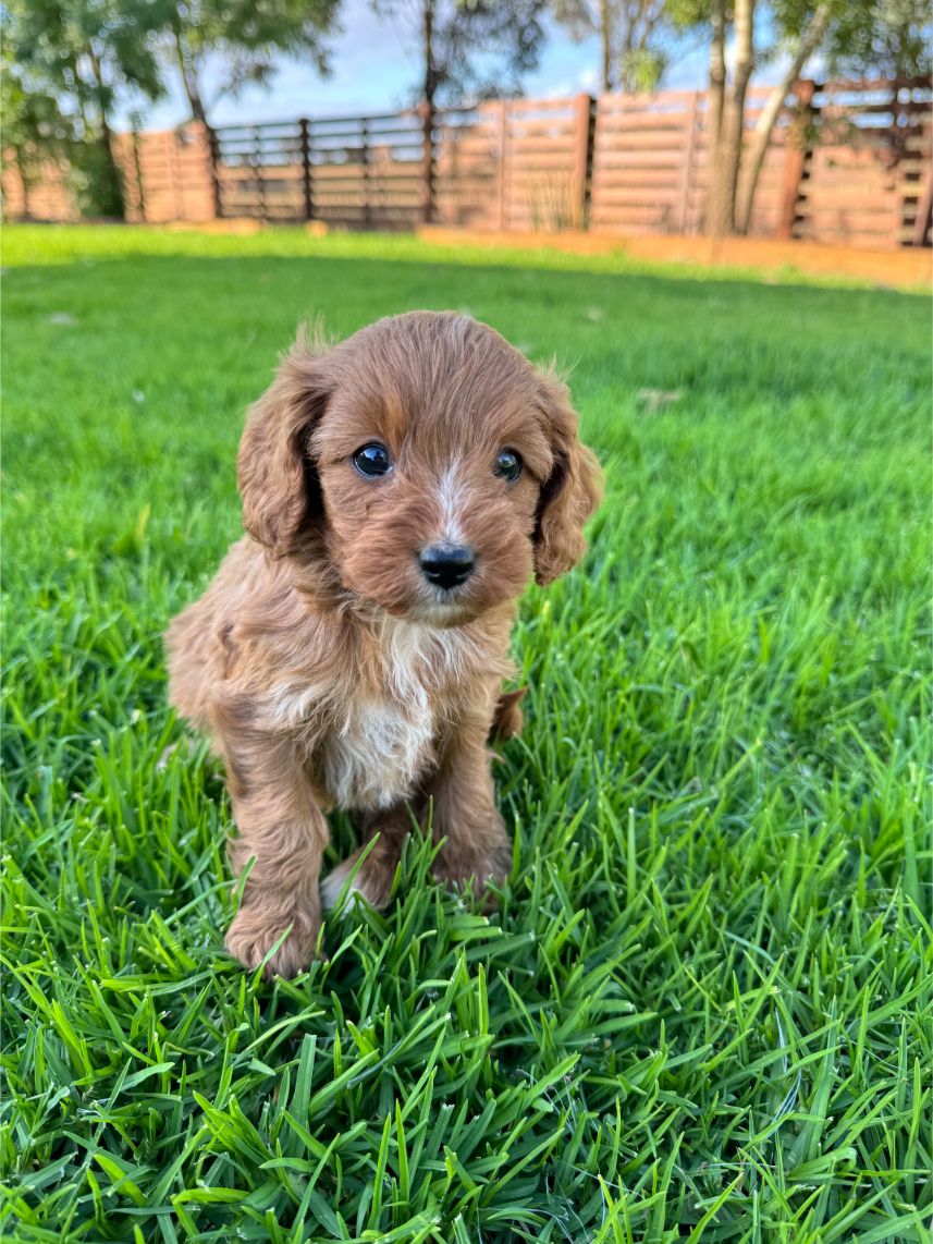 Cavoodle Puppies 7 | Domestic Animal | Ameys Puppies