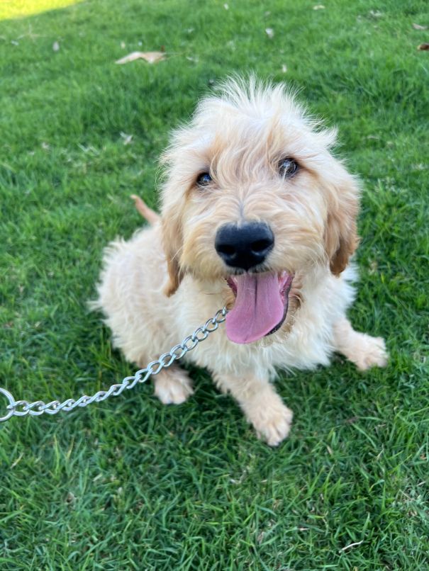 Medium Groodle Boy 5 | Domestic Animal | Ameys Puppies