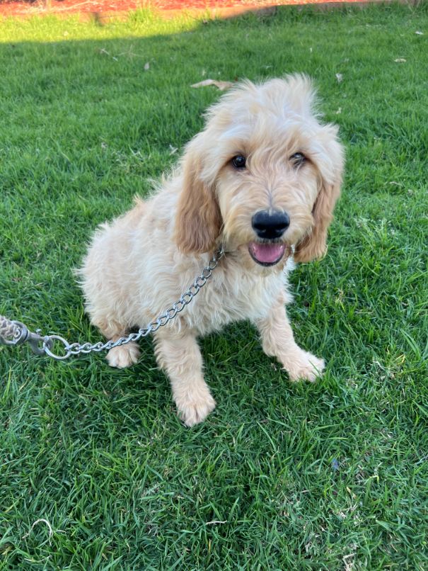 Medium Groodle Boy 5 | Domestic Animal | Ameys Puppies