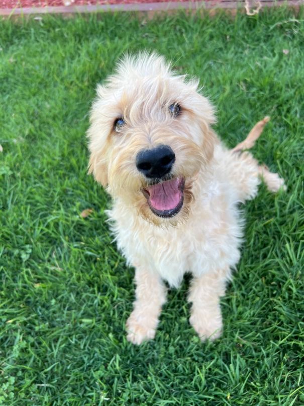 Medium Groodle Boy 5 | Domestic Animal | Ameys Puppies