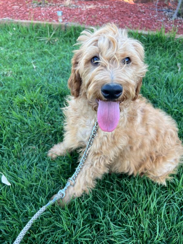 Medium Groodle Boy 5 | Domestic Animal | Ameys Puppies