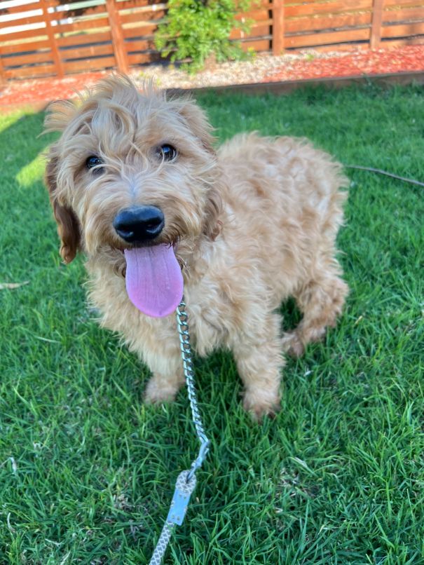 Medium Groodle Boy 5 | Domestic Animal | Ameys Puppies