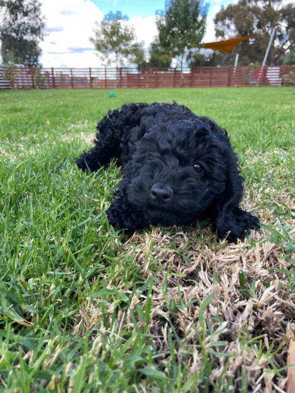 F1b Miniature Spoodle Girl 1 | Ameys Puppies