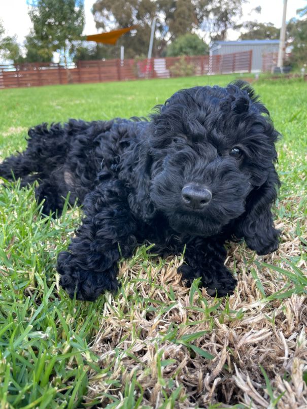 F1b Miniature Spoodle Girl 1 | Ameys Puppies