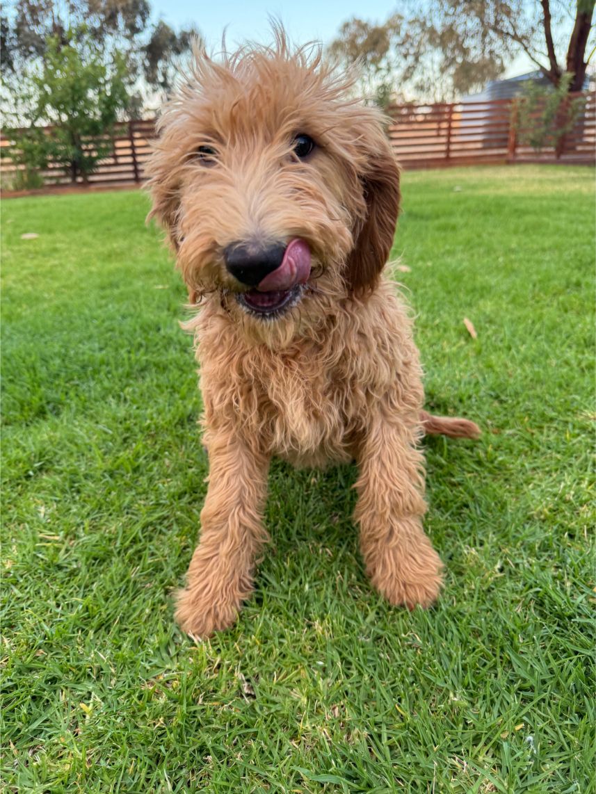 Medium Groodle Boy 5 | Domestic Animal | Ameys Puppies