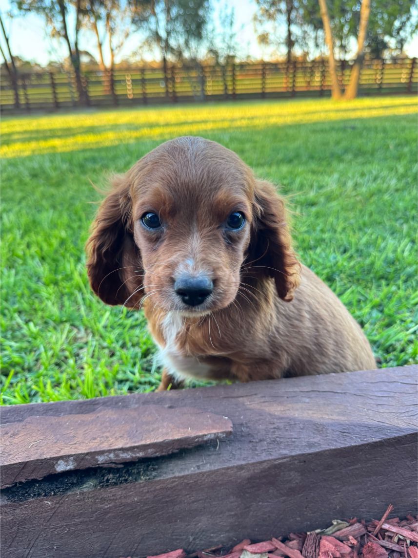Cavoodle Puppies 7 | Domestic Animal | Ameys Puppies