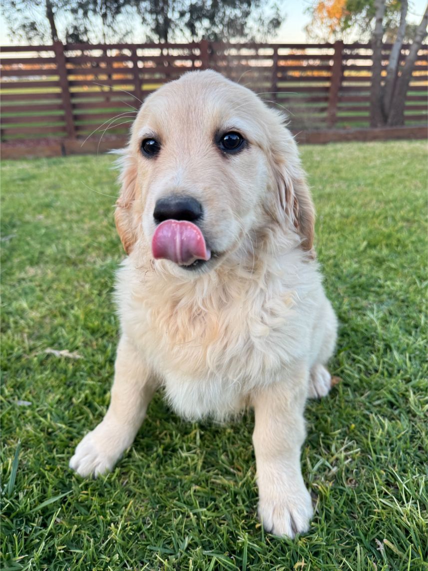 Miniature Golden Retriever Puppies Melbourne | Amey's Puppies
