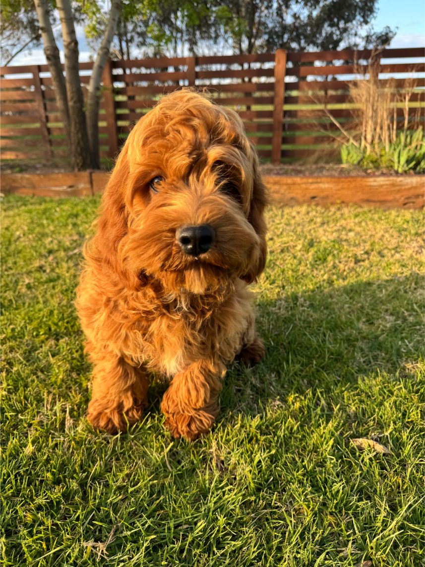 F1b Miniature Spoodle Girl 1 | Ameys Puppies
