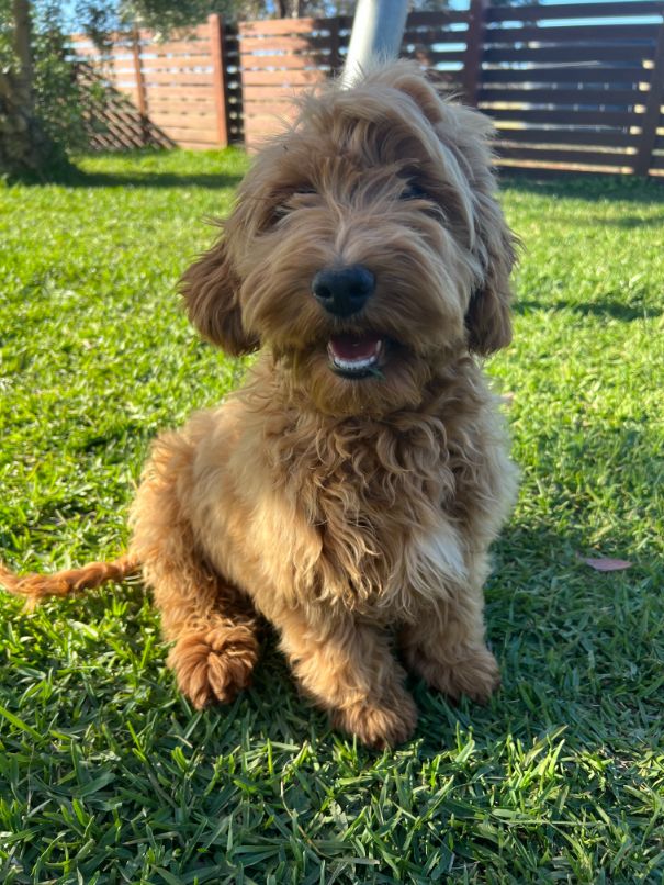 F1b Miniature Spoodle Girl 1 | Ameys Puppies