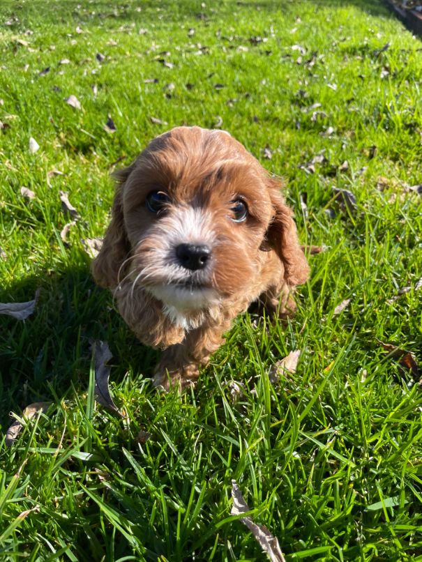 Cavoodle Puppies 7 | Domestic Animal | Ameys Puppies