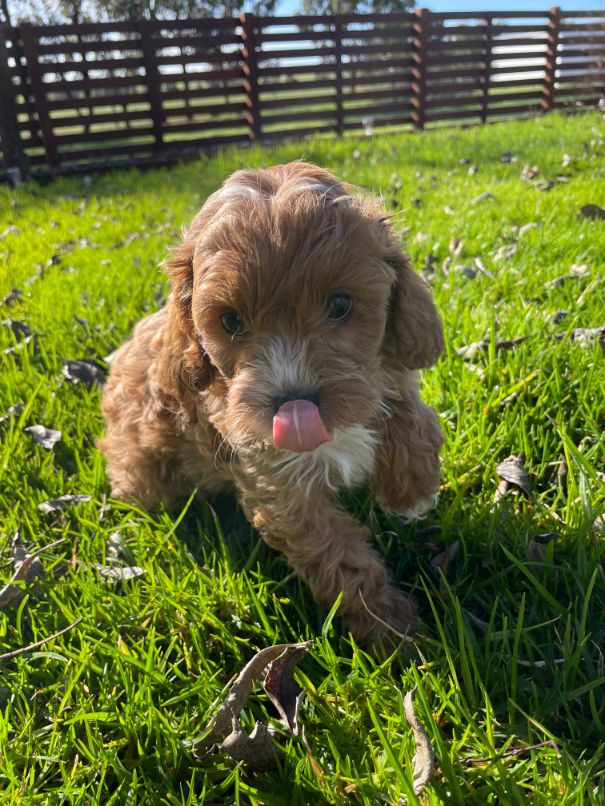 Cavoodle Puppies 7 | Domestic Animal | Ameys Puppies