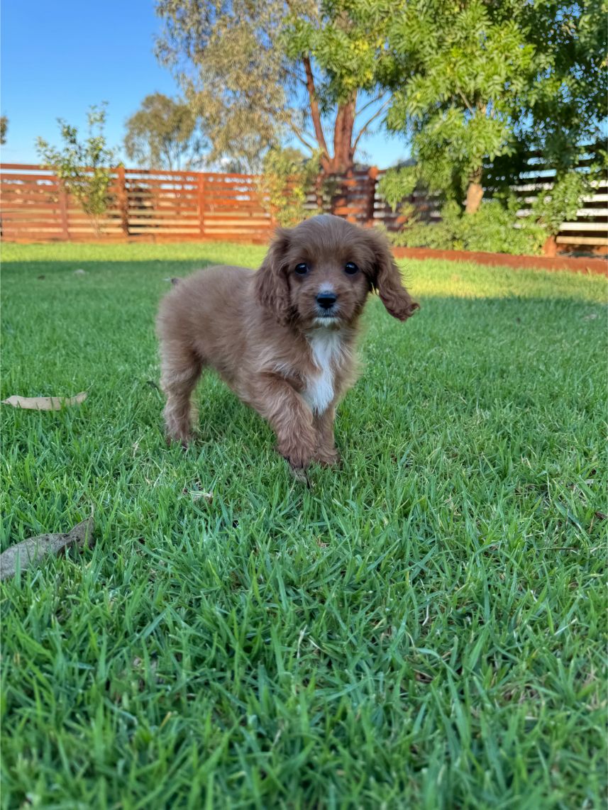 Cavoodle Puppies 7 | Domestic Animal | Ameys Puppies