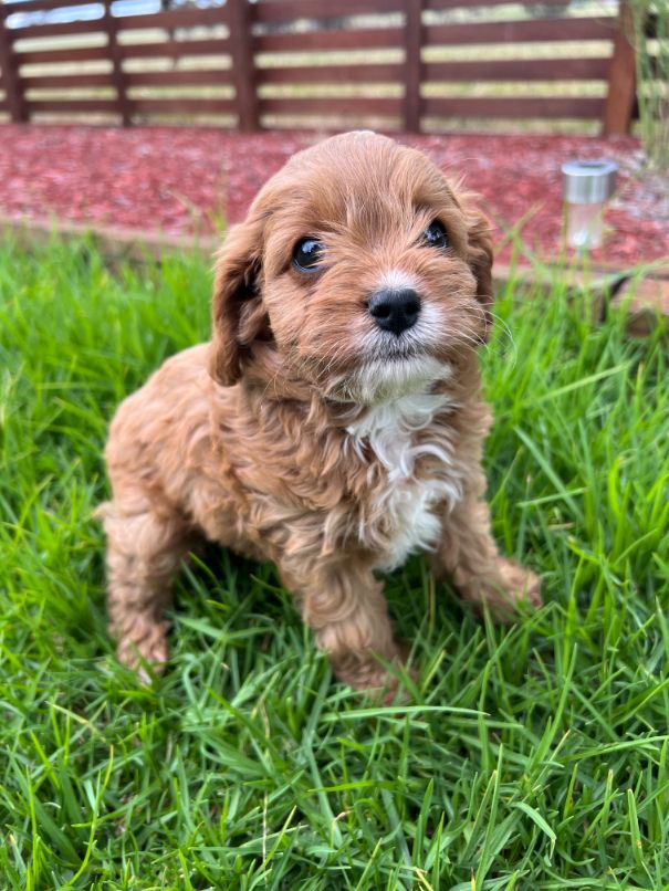 Cavoodle Puppies 7 | Domestic Animal | Ameys Puppies
