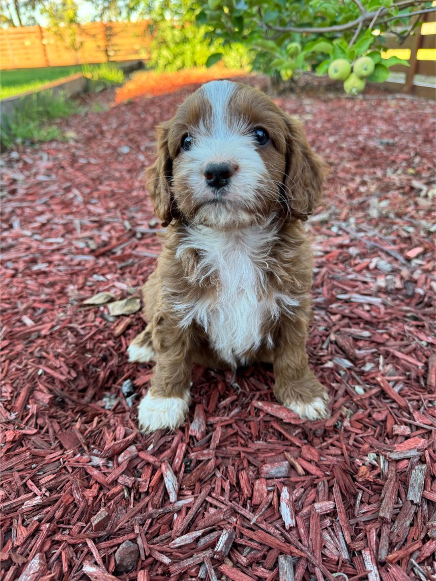 Cavoodle Puppies 7 | Domestic Animal | Ameys Puppies