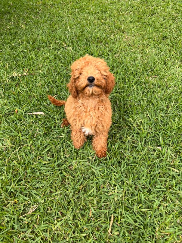 Cavoodle Puppies 7 | Domestic Animal | Ameys Puppies