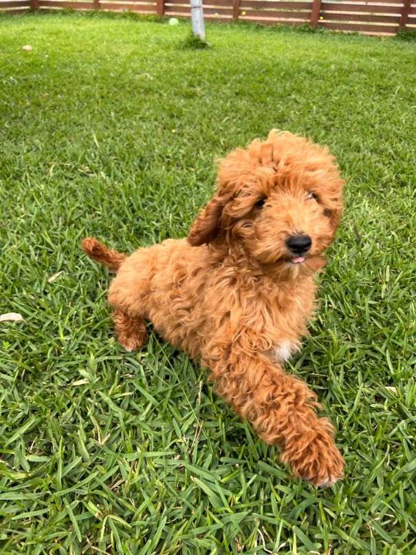 Cavoodle Puppies 7 | Domestic Animal | Ameys Puppies