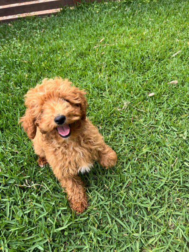 Cavoodle Puppies 7 | Domestic Animal | Ameys Puppies