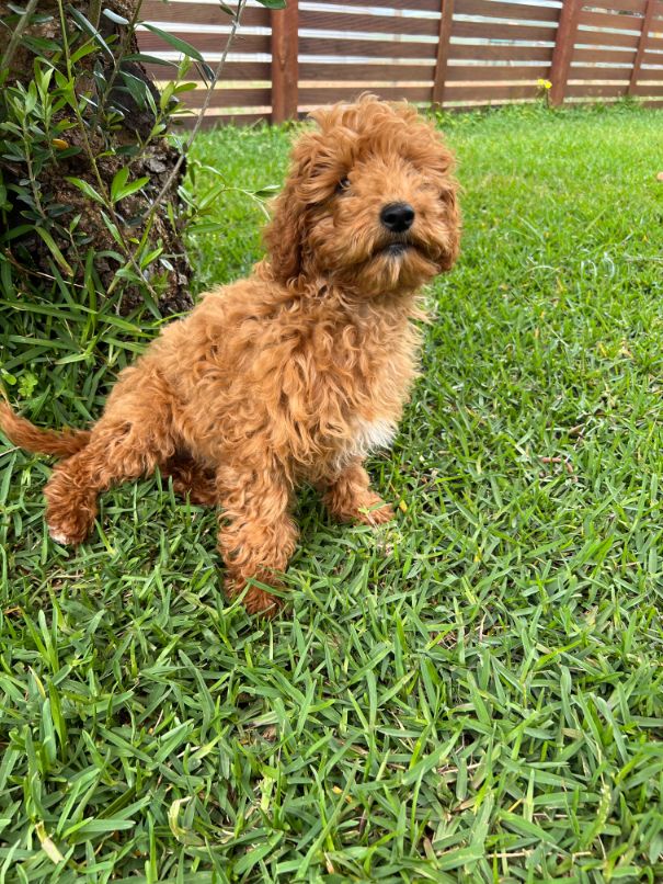 Cavoodle Puppies 7 | Domestic Animal | Ameys Puppies