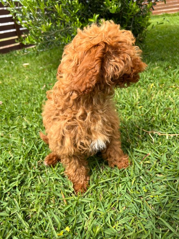 Cavoodle Puppies 7 | Domestic Animal | Ameys Puppies