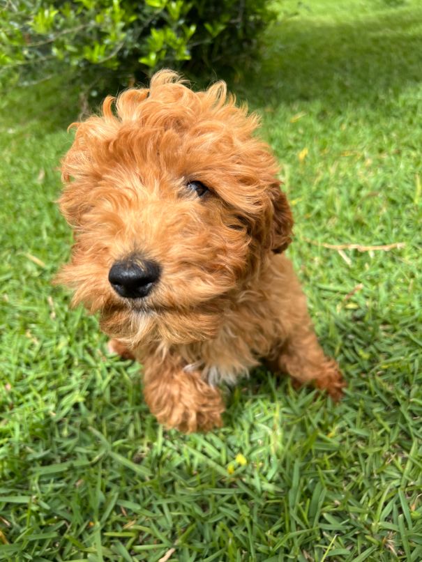 Cavoodle Puppies 7 | Domestic Animal | Ameys Puppies