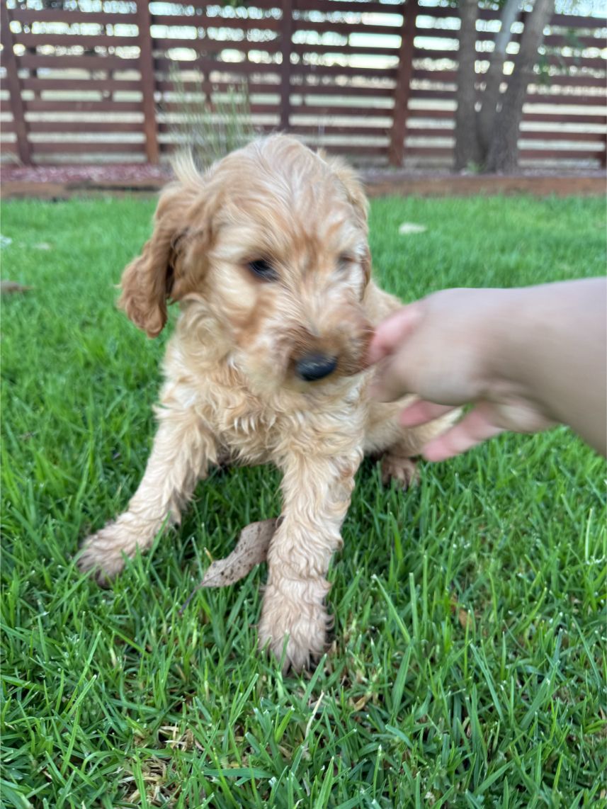 F1b Miniature Spoodle Girl 1 | Ameys Puppies