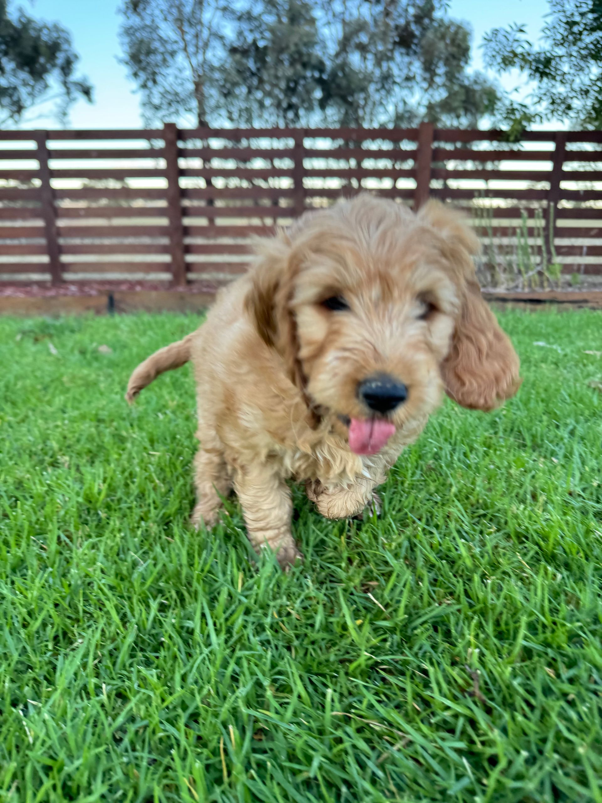 F1b Miniature Spoodle Girl 1 | Ameys Puppies
