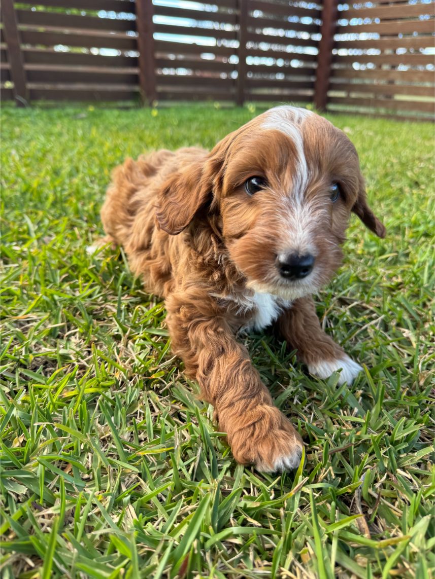 Cavoodle Puppies 7 | Domestic Animal | Ameys Puppies