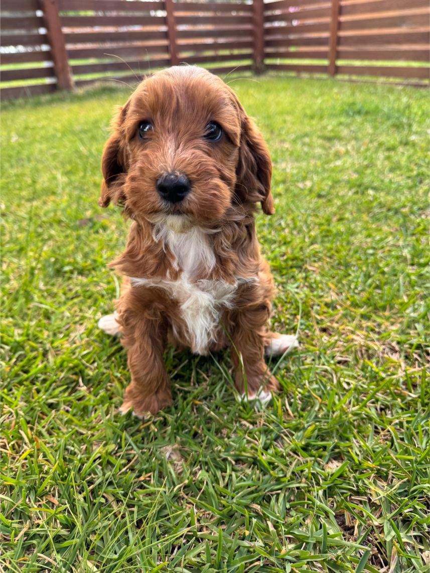 Cavoodle Puppies 7 | Domestic Animal | Ameys Puppies