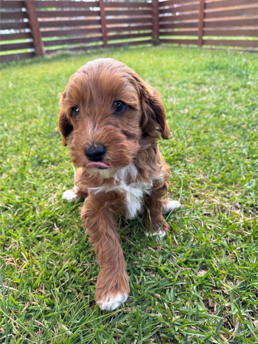 Cavoodle Puppies 7 | Domestic Animal | Ameys Puppies